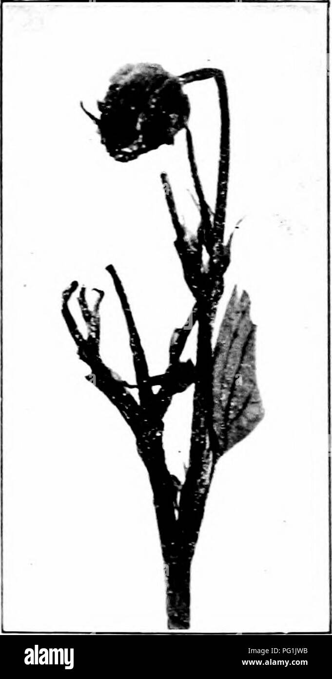 This guide provides detailed descriptions of various insect pests ...