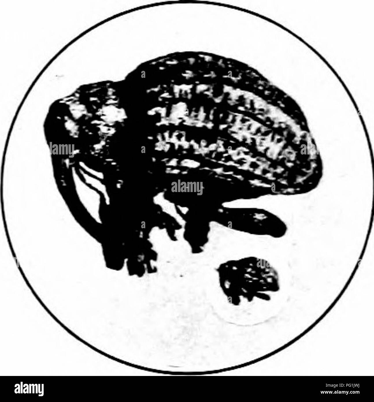 Feed on small insects Black and White Stock Photos & Images - Alamy