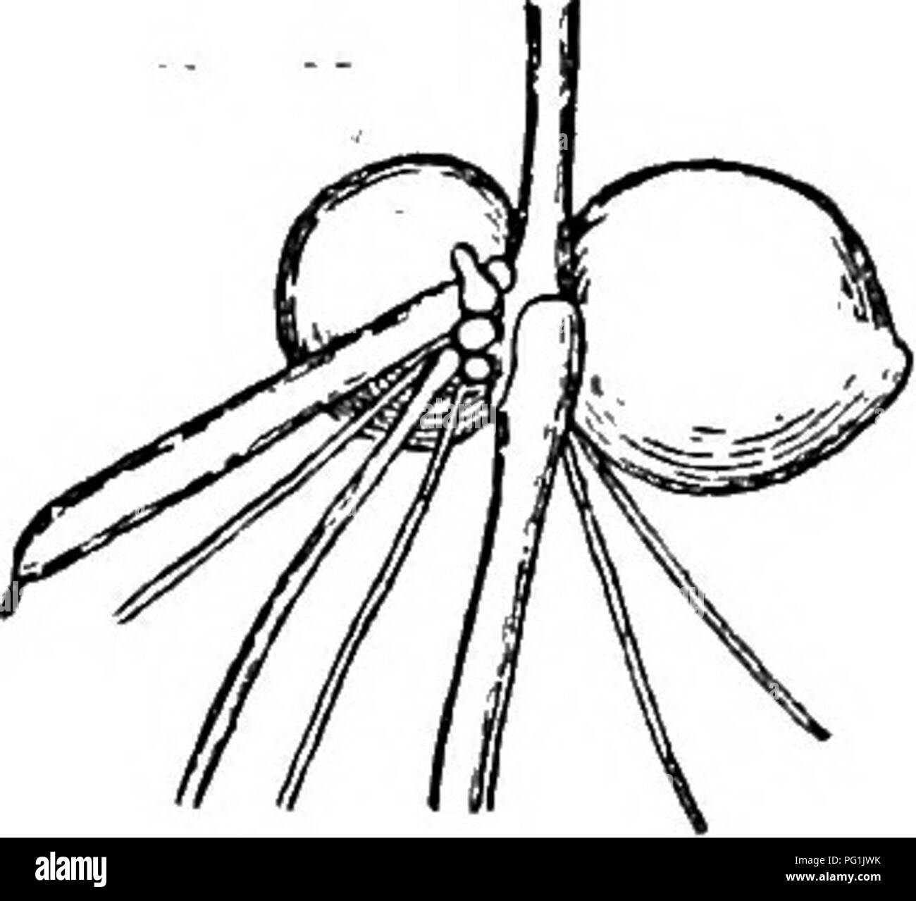 This study focuses on the Charophyta group, particularly the Characeae ...