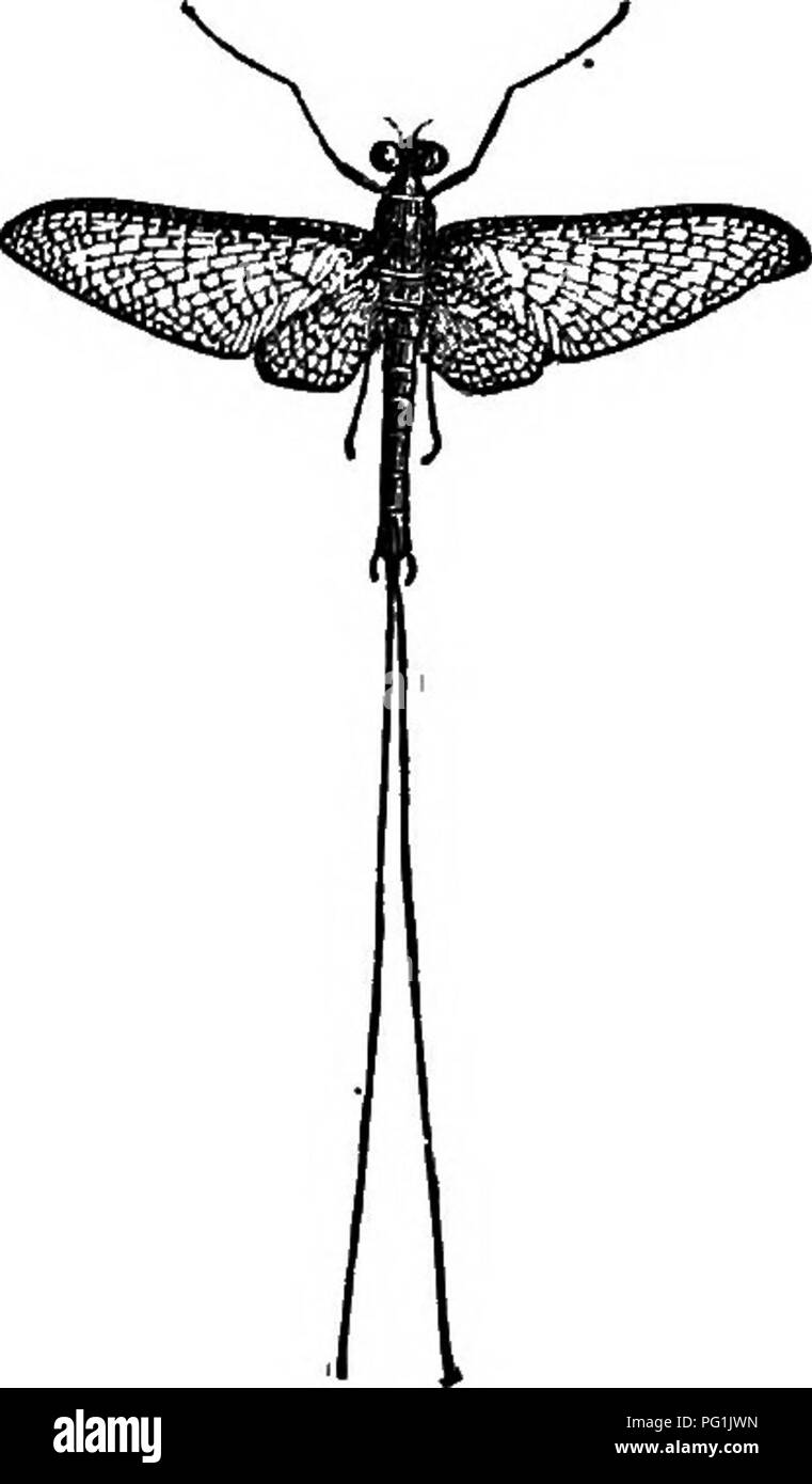 This guide introduces insect life with a focus on springtails, small ...