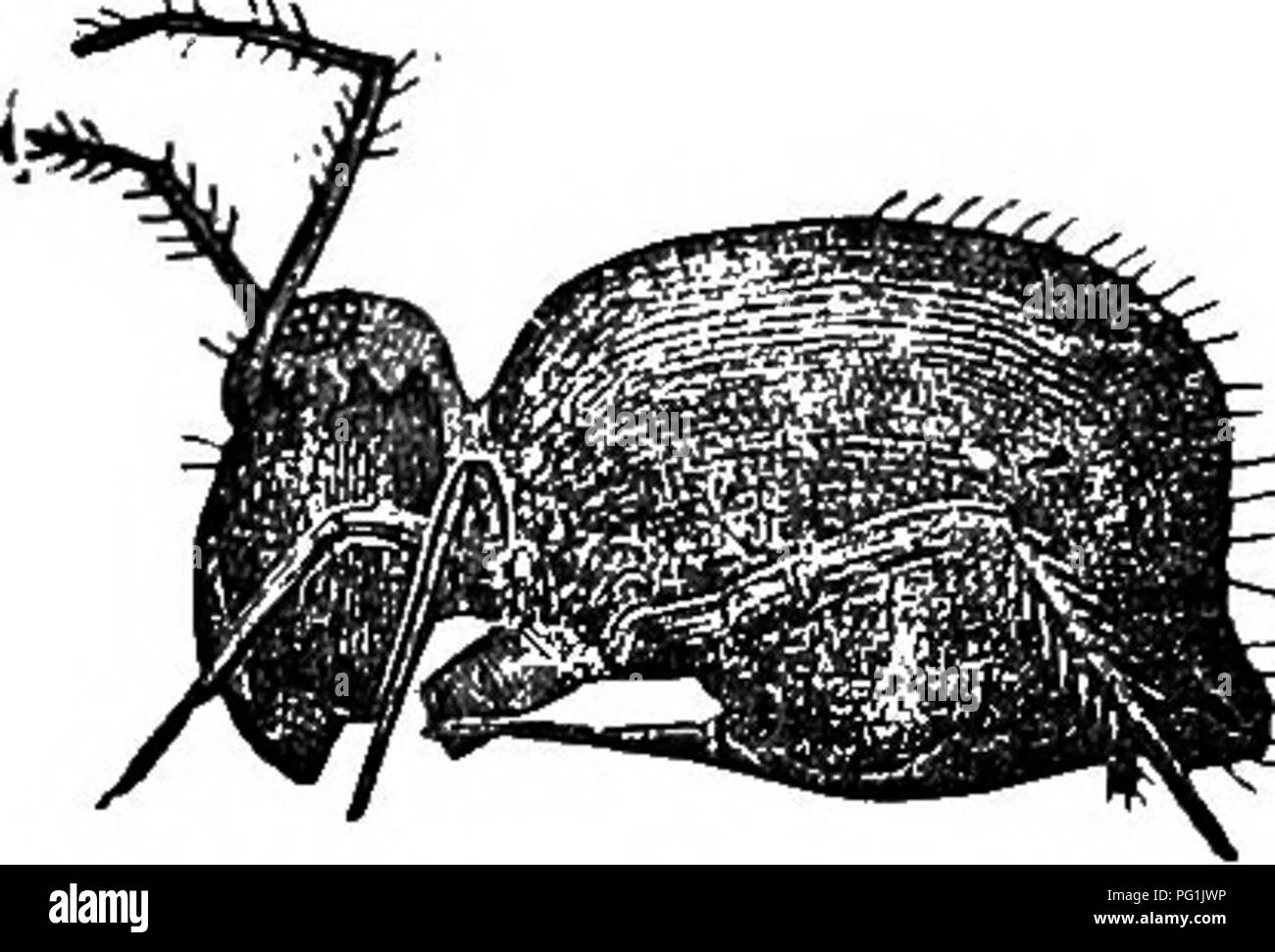 Jumping insects Black and White Stock Photos & Images - Alamy