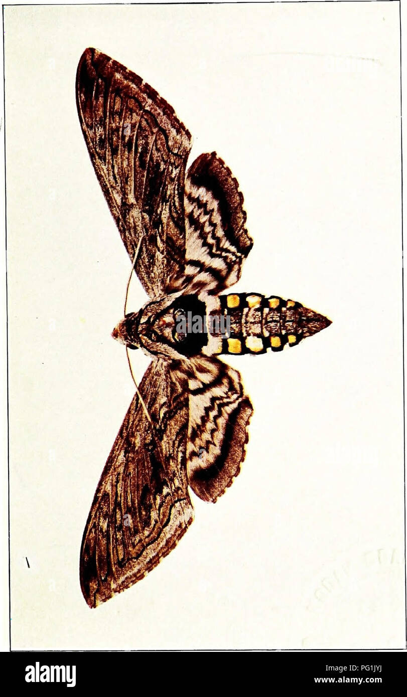 This guide introduces various insect species and their roles in nature ...