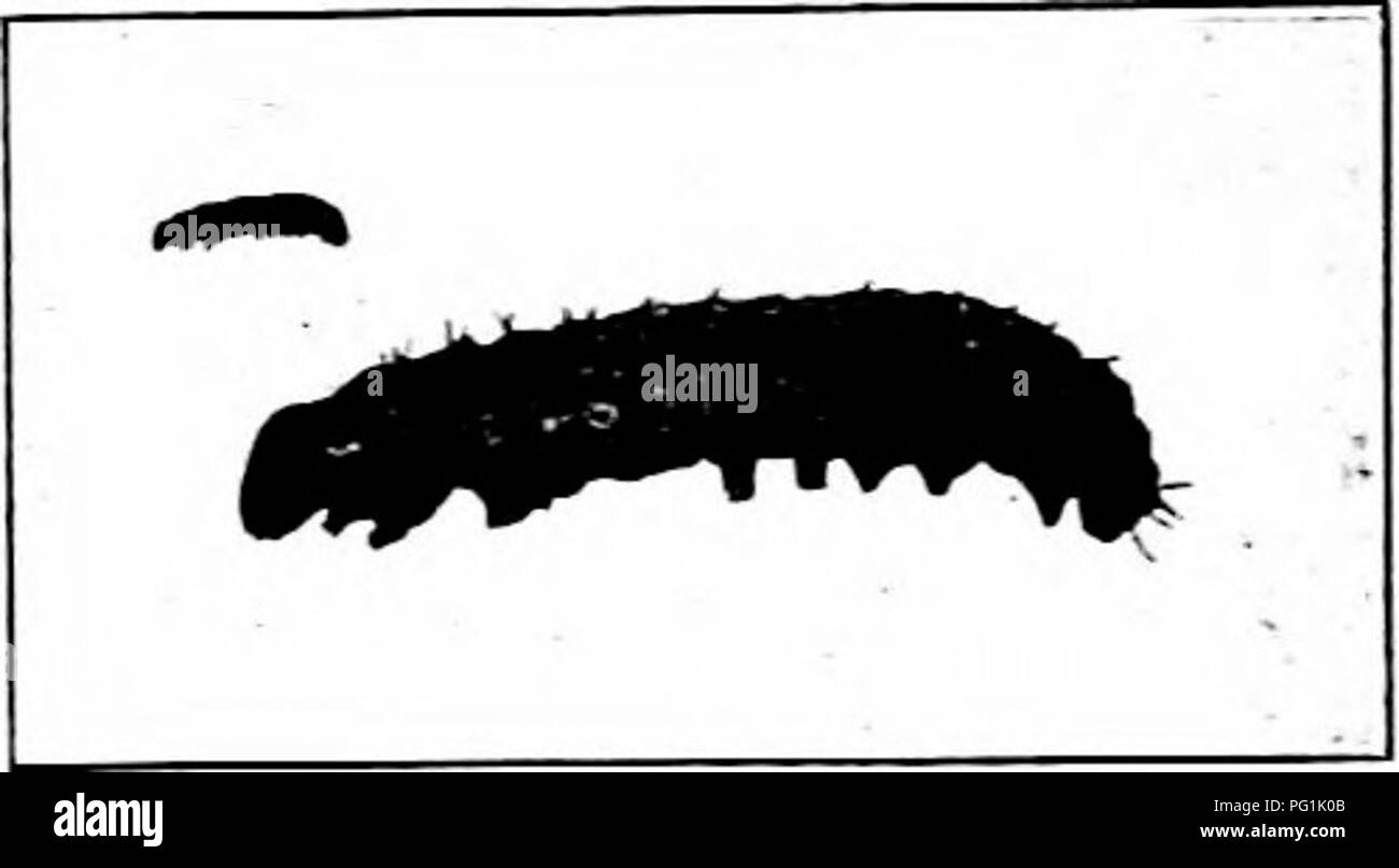 Black Worms In Water