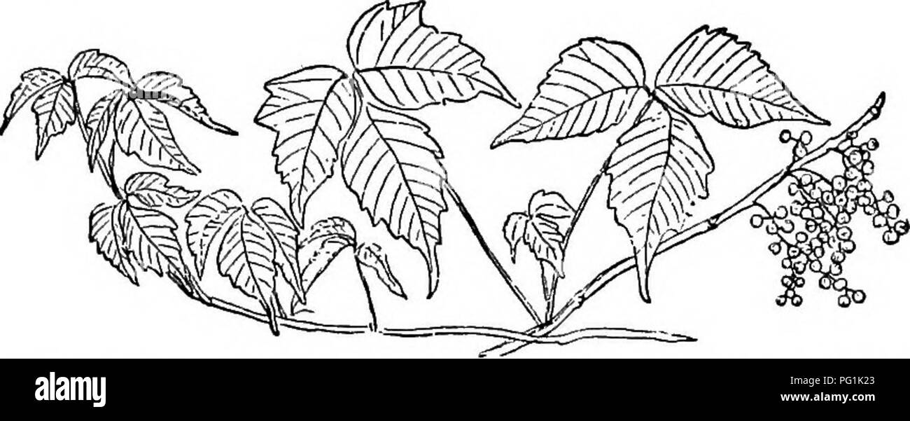 Poison Ivy Vine Drawing