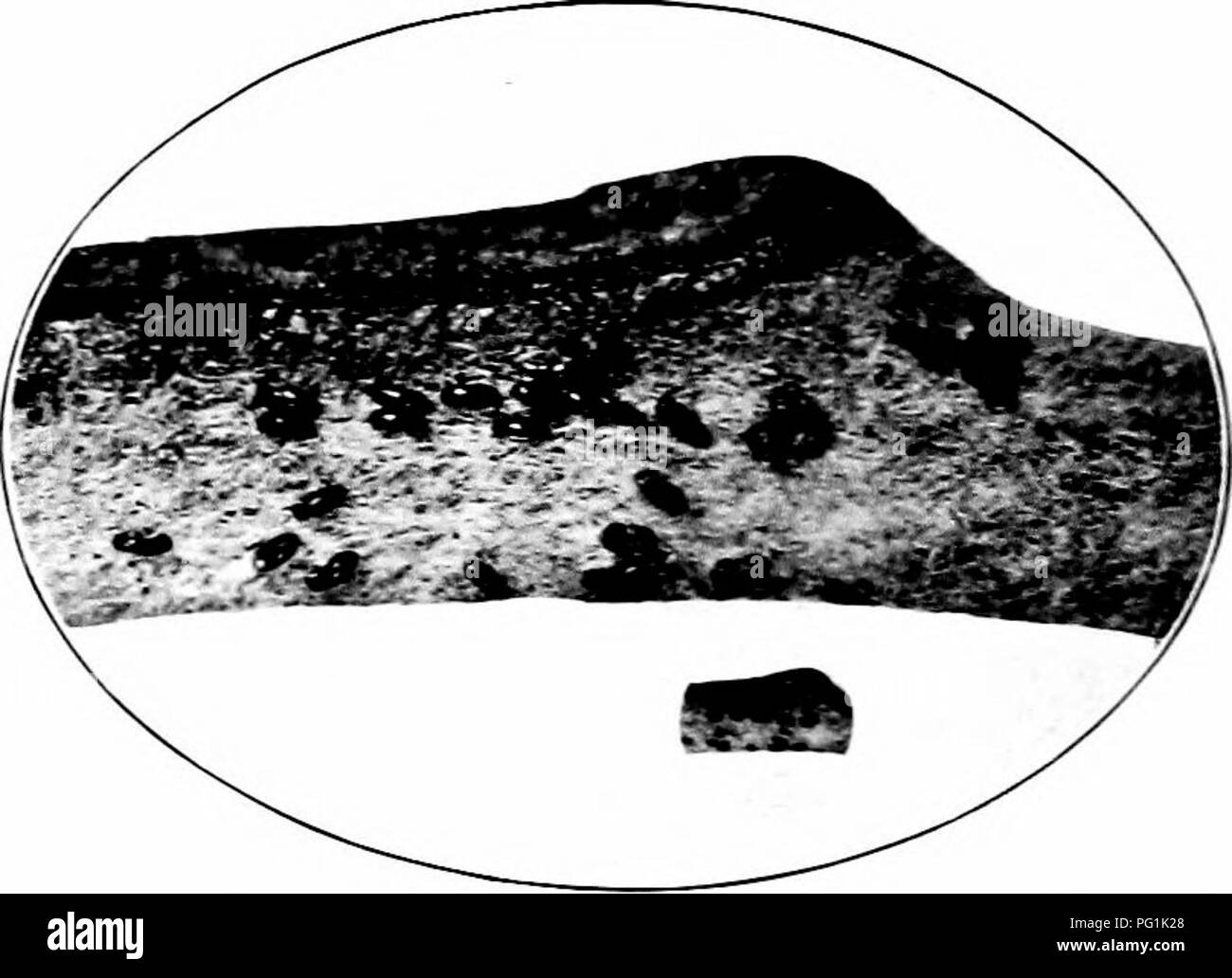 This text provides information on the Apple Aphis (*Aphis pomi ...