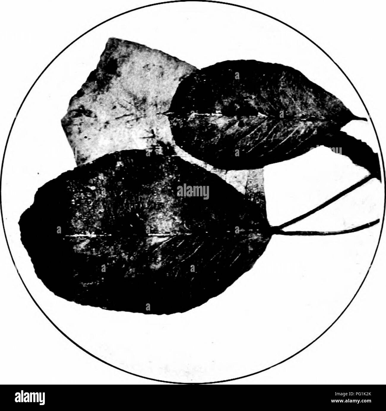 Pear psylla hi-res stock photography and images - Alamy