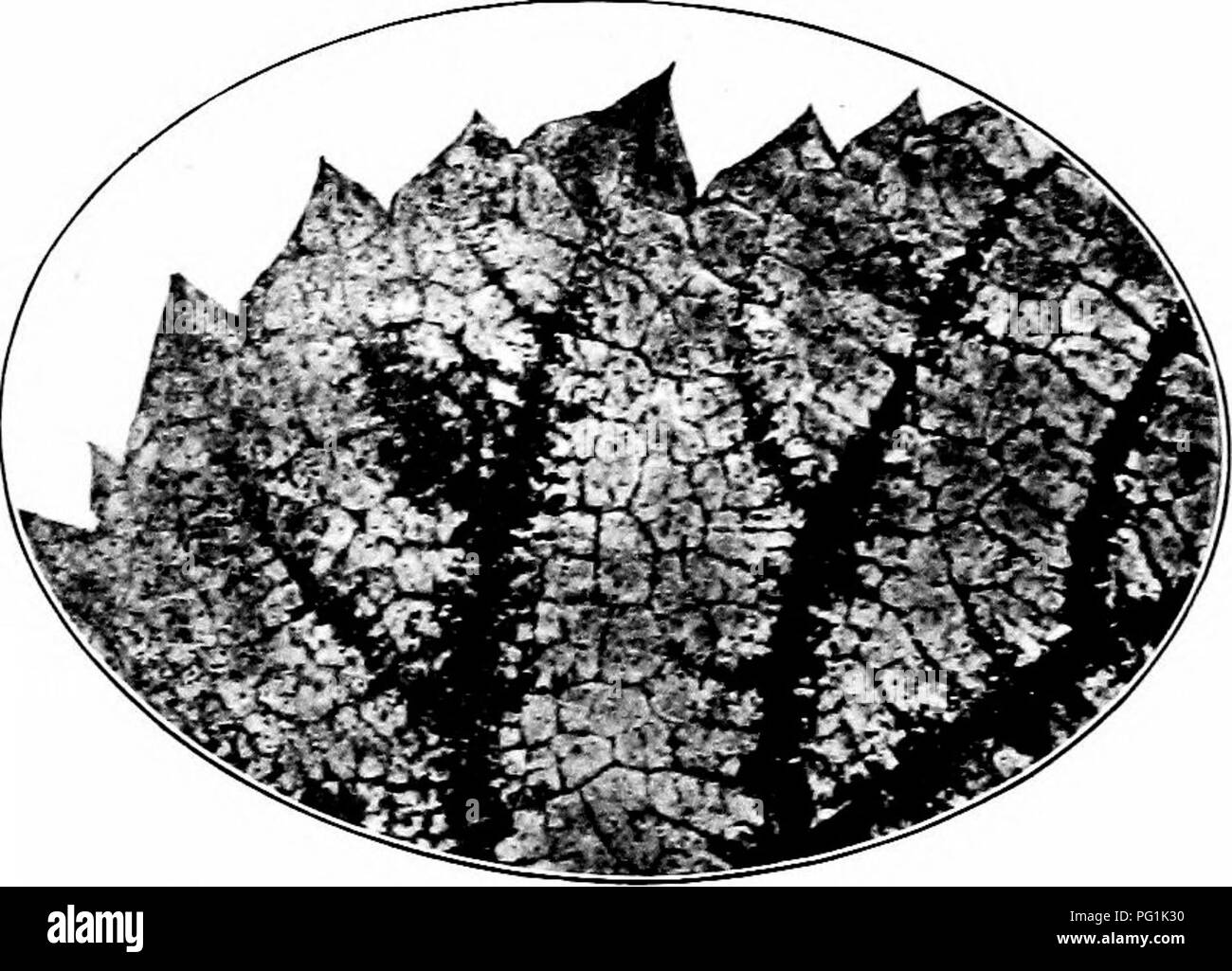 Grape hopper Black and White Stock Photos & Images - Alamy