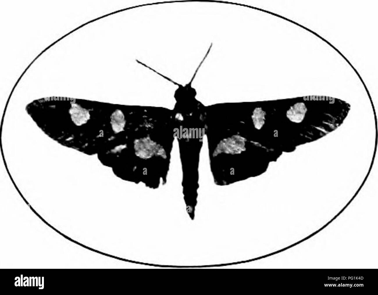 Identification and control of the grape leaf-folder moth (Desmia ...