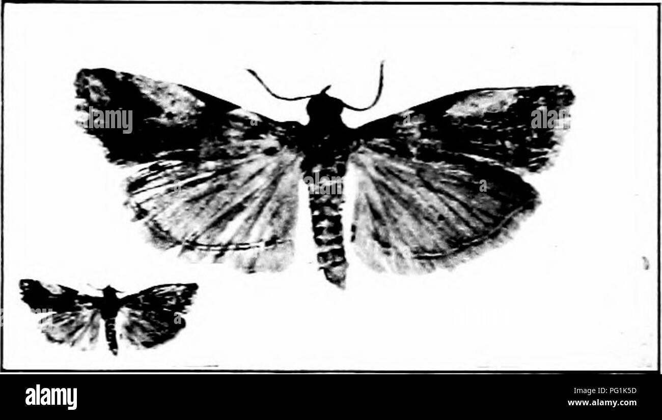 Dead leaf moth Black and White Stock Photos & Images - Alamy