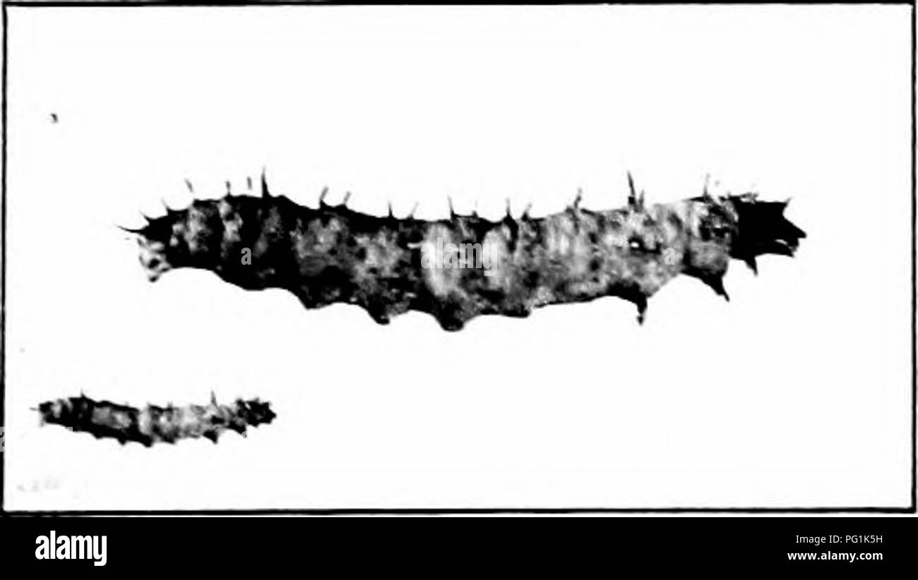 This work provides detailed descriptions and illustrations of insect ...