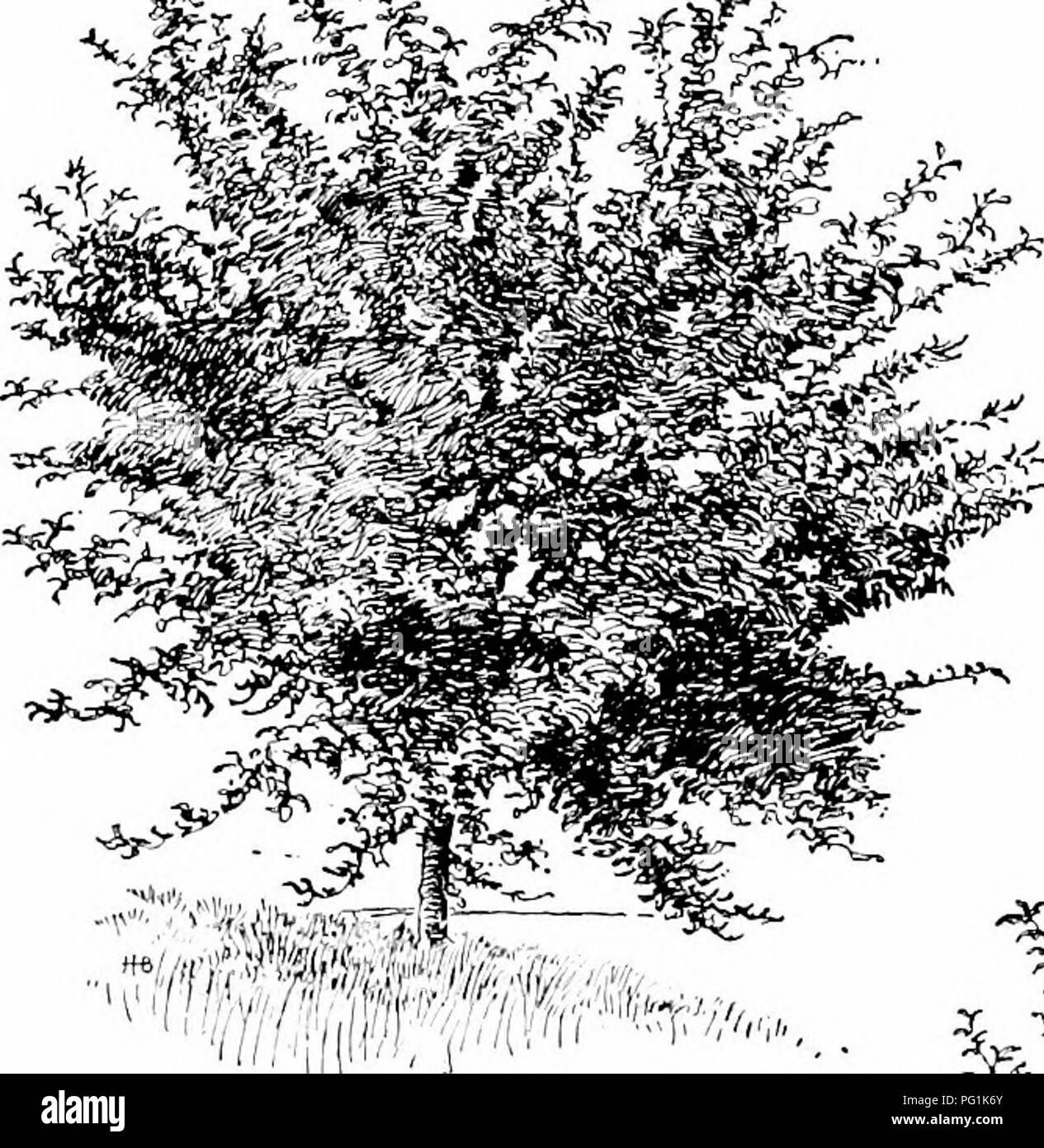 Three elms hi-res stock photography and images - Alamy