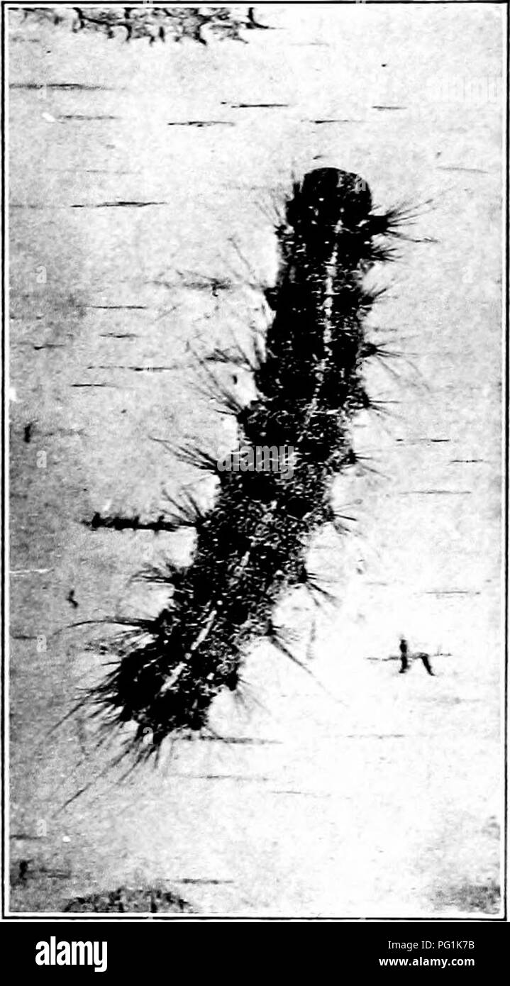 Gypsy moth damage hi-res stock photography and images - Alamy