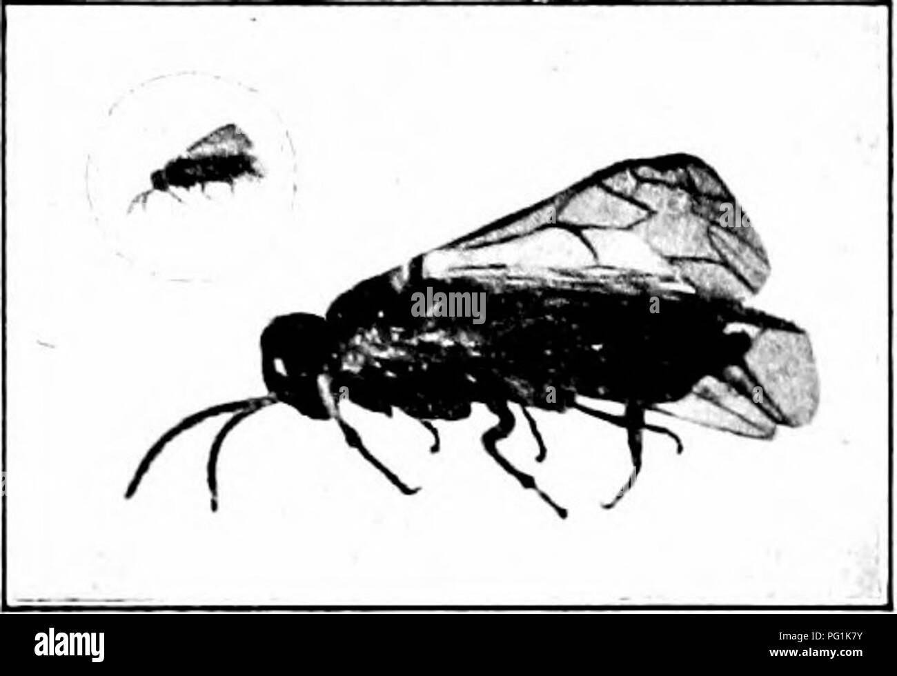 The Raspberry Sawfly (Hymenoptera: Tenthredinidae) is a significant ...