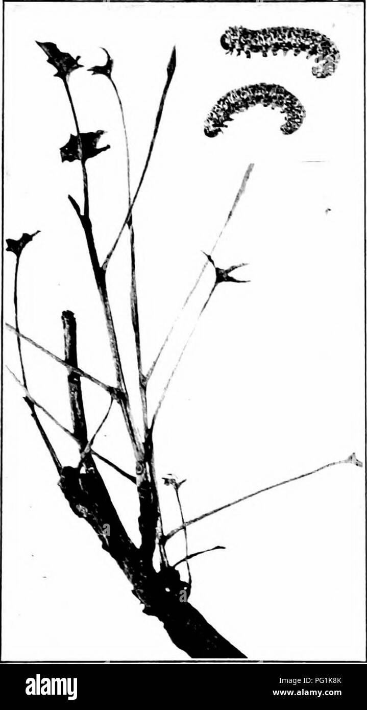 Focus on entomology Black and White Stock Photos & Images - Alamy