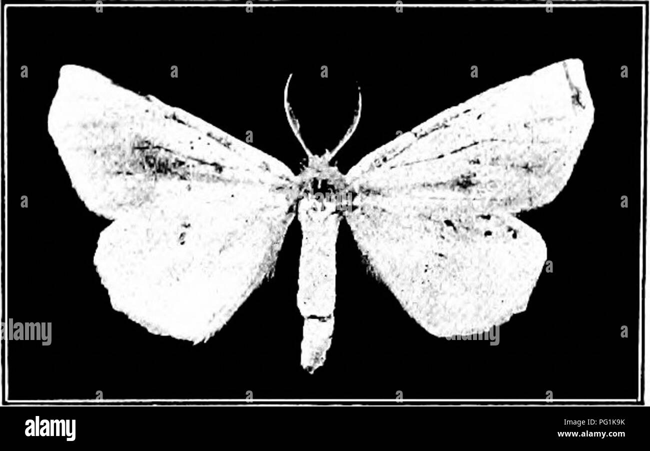 Brownish black tubercles hi-res stock photography and images - Alamy