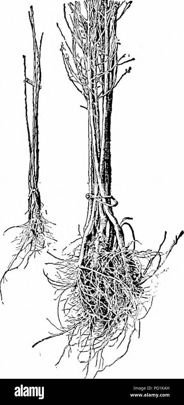 This guide covers various methods of plant propagation, including root ...