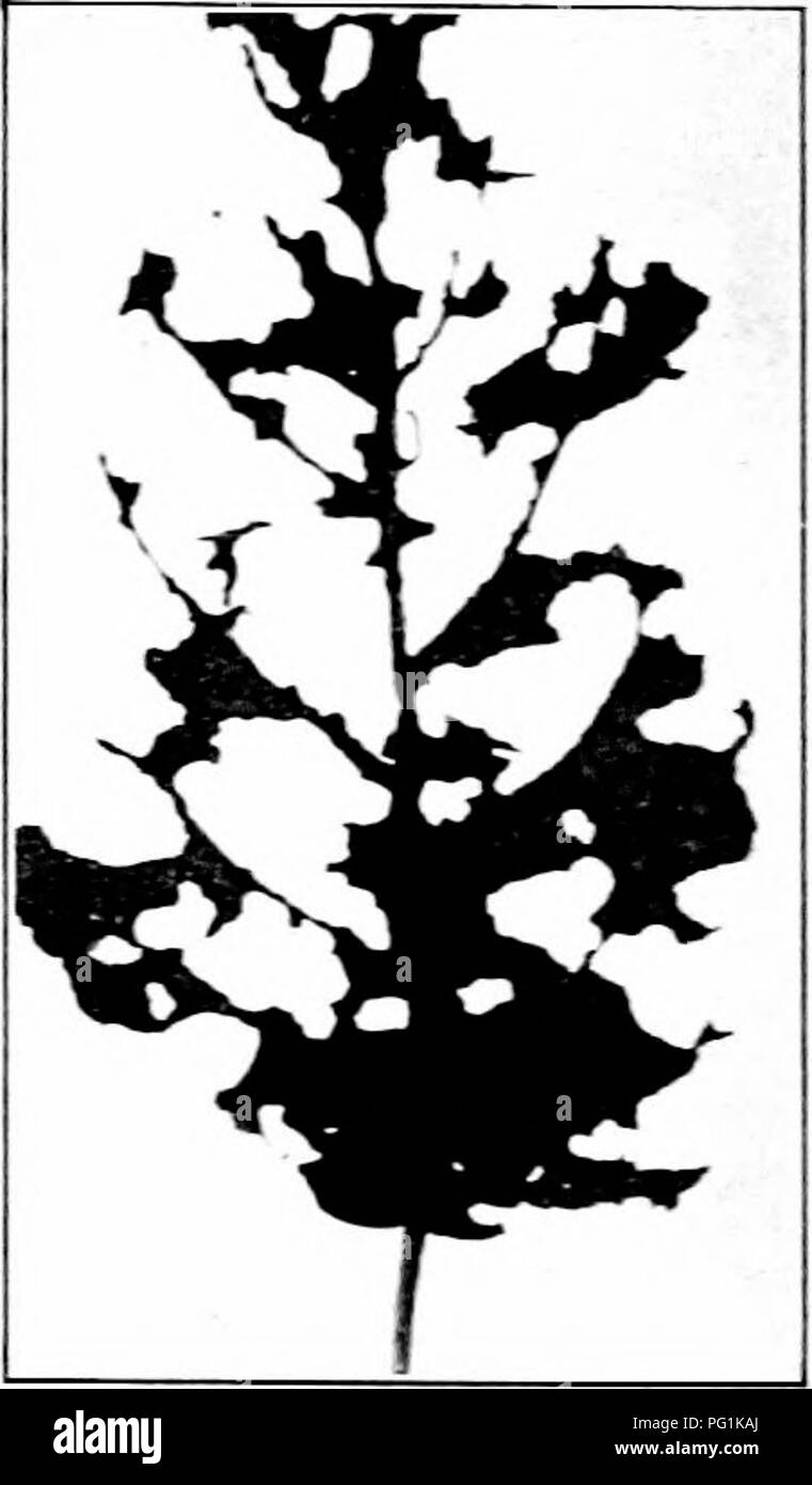 This image from 'Injurious Insects' by Walter Collins O'Kane shows the ...