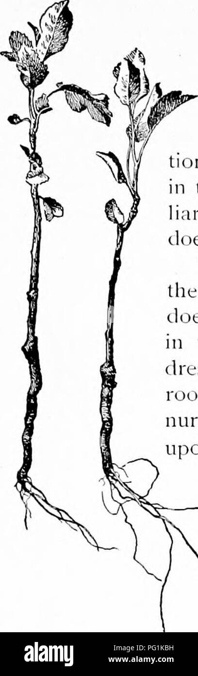 This guide to plant propagation shows how different methods like root ...