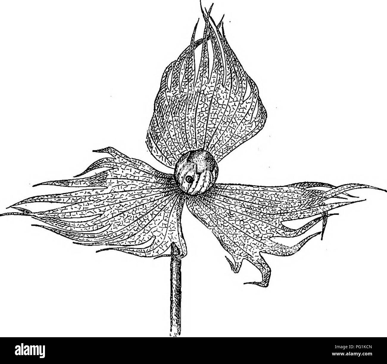 This image covers the life stages of the cotton boll-weevil, a key pest ...