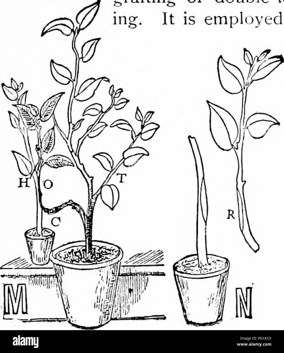 Inarching hi-res stock photography and images - Alamy