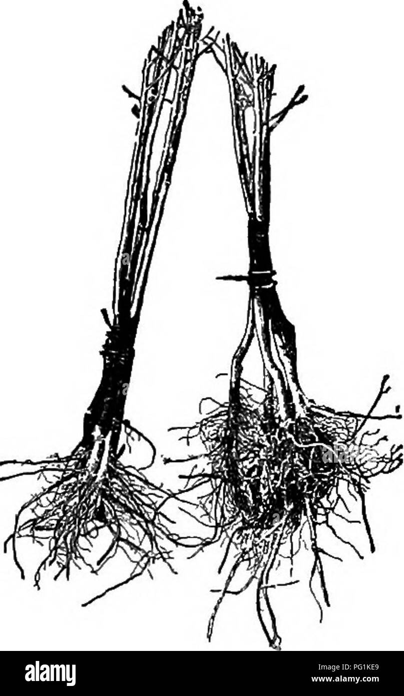 Vegetable Root Depth Chart
