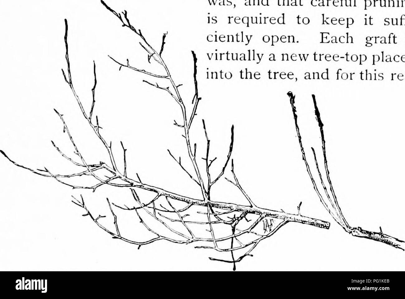 . The nursery-book : a complete guide to the multiplication of plants ...