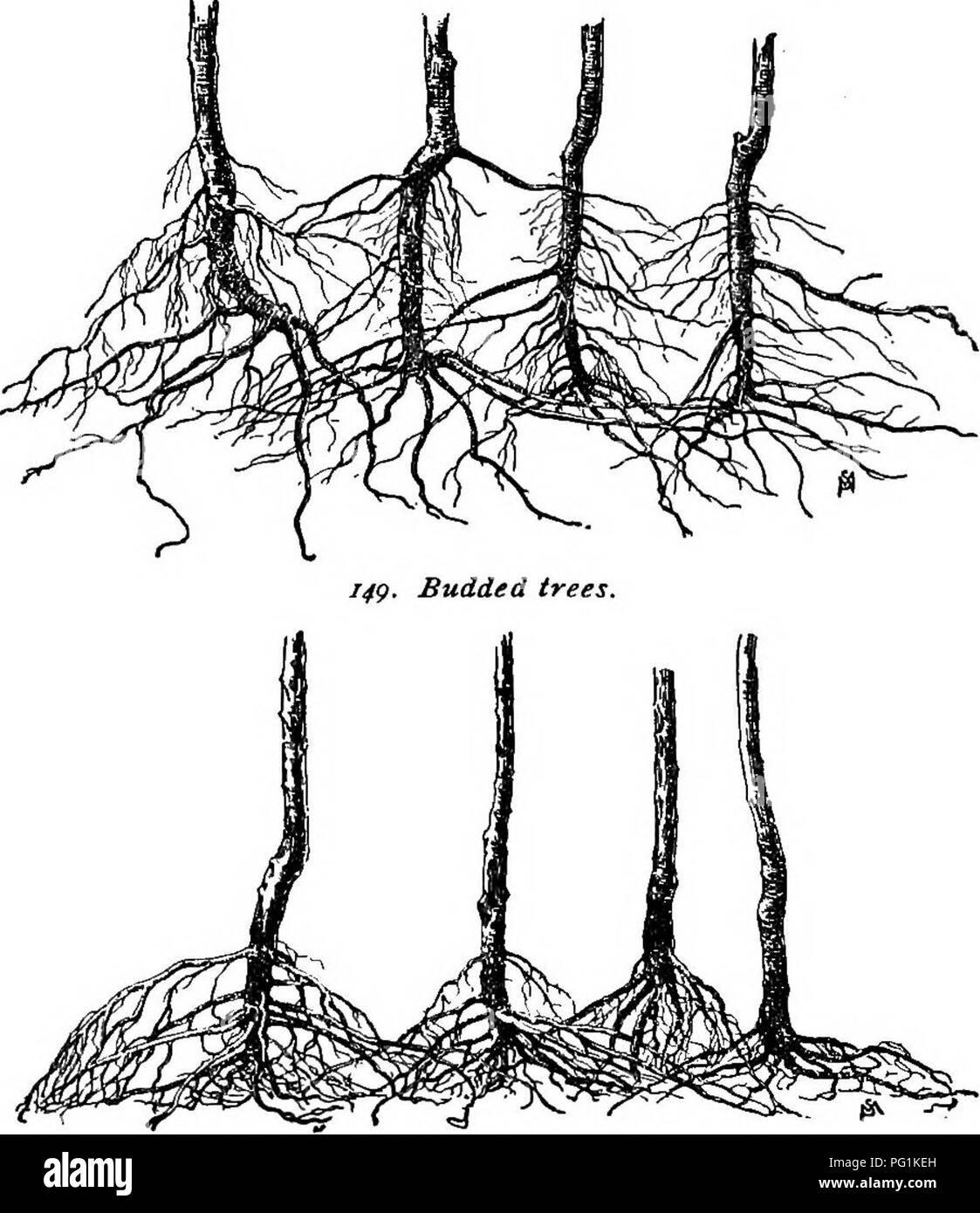 Apple Tree With Roots Drawing