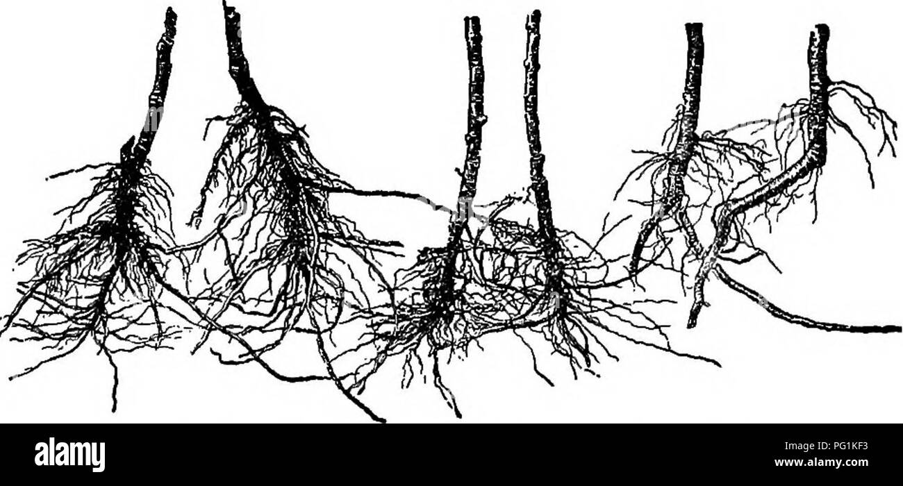 . The nursery-book; a complete guide to the multiplication of plants ...