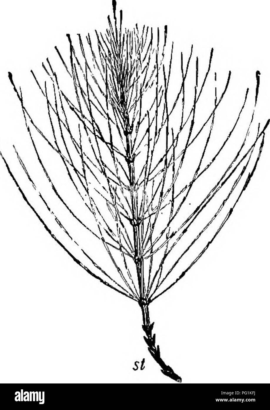 This image from a beginner's botany guide illustrates a microscopic ...