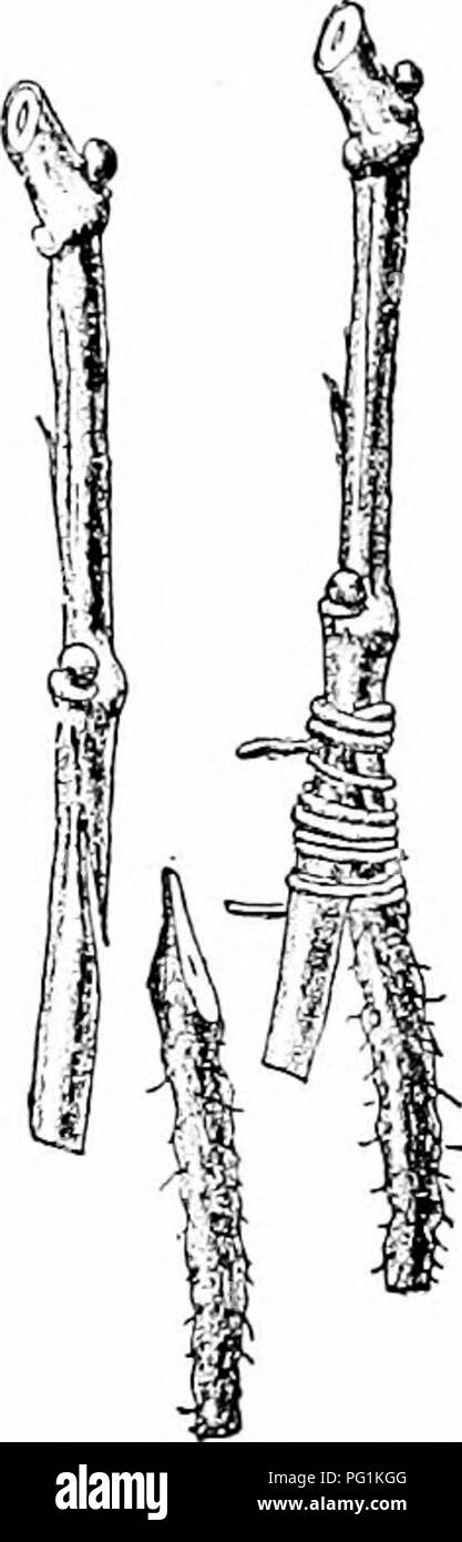 Guide incision hi-res stock photography and images - Alamy