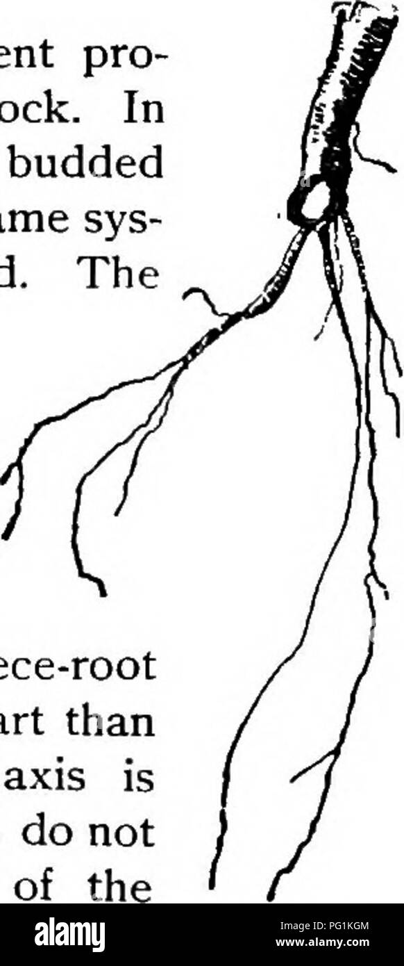 A guide to the methods of plant propagation, with a focus on grafting ...