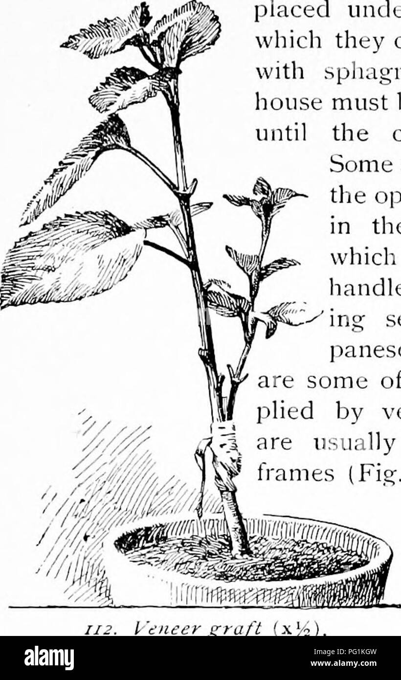 This nursery guide outlines plant propagation techniques, including ...