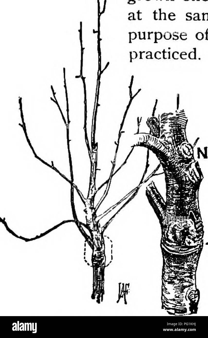 This guide offers detailed instructions on plant propagation techniques ...