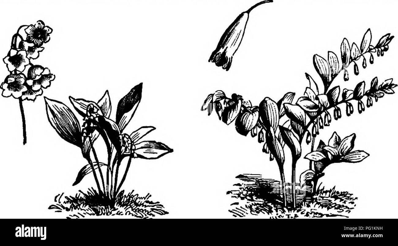 Langstroth’s work on beekeeping is a seminal text in apiculture ...