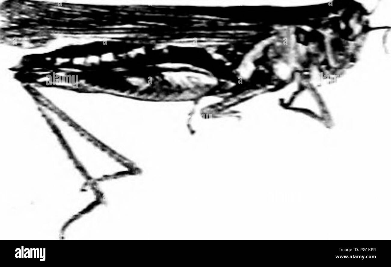 . Injurious insects : how to recognize and control them . Insect pests ...