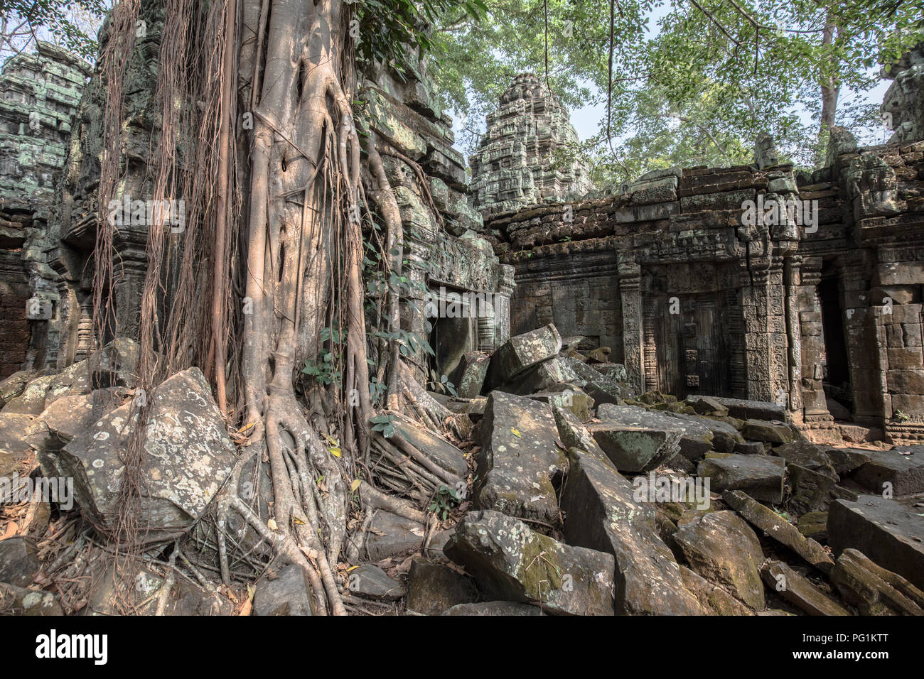An old temple in cambodia full of plans and trees over grown Stock ...