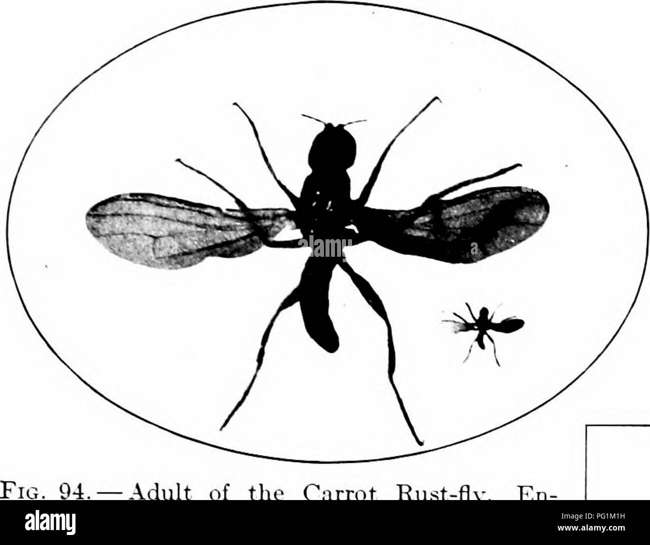 This image discusses the identification and control of insect pests ...