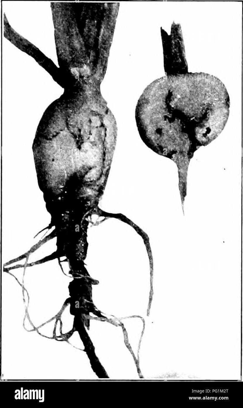 Cabbage damage Black and White Stock Photos & Images - Alamy