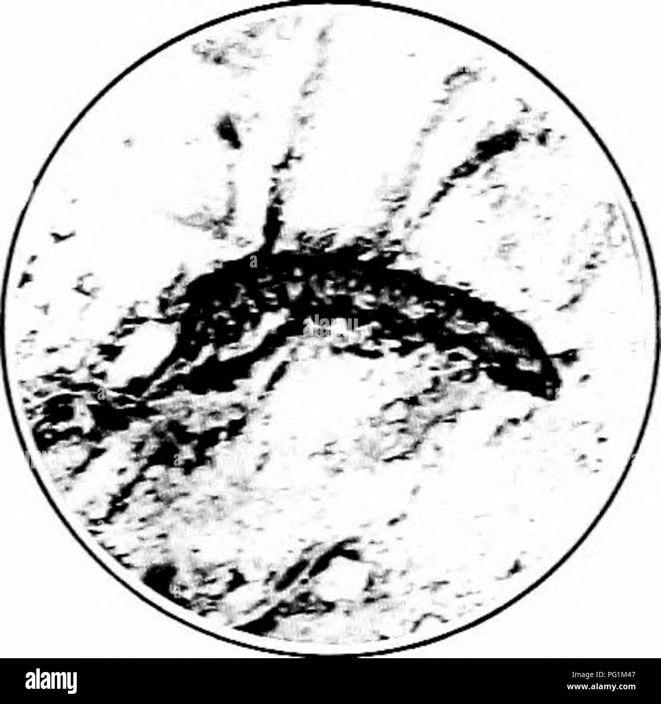 This guide details how to identify and control insect pests that affect ...