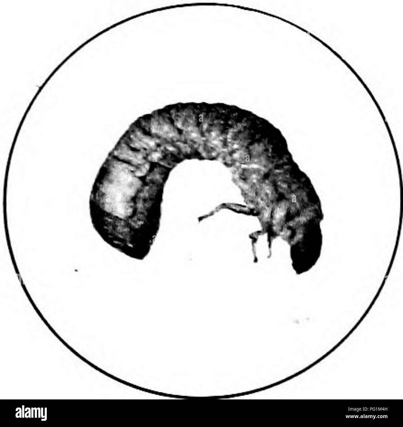 Larvae identification Black and White Stock Photos & Images - Alamy