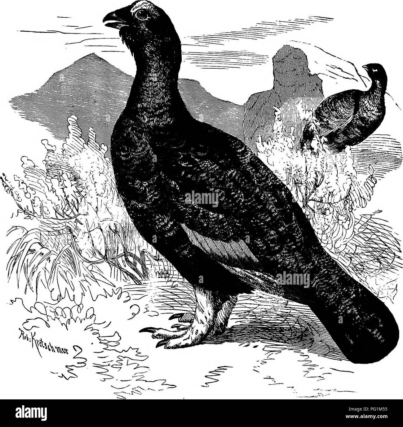 This key provides an extensive listing of North American bird species ...