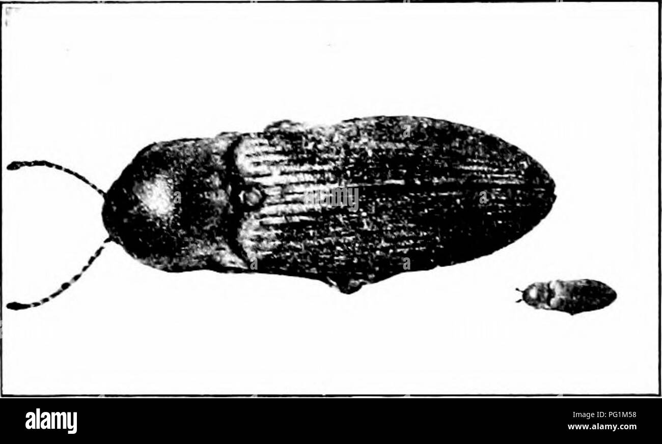. Injurious insects : how to recognize and control them . Insect pests ...