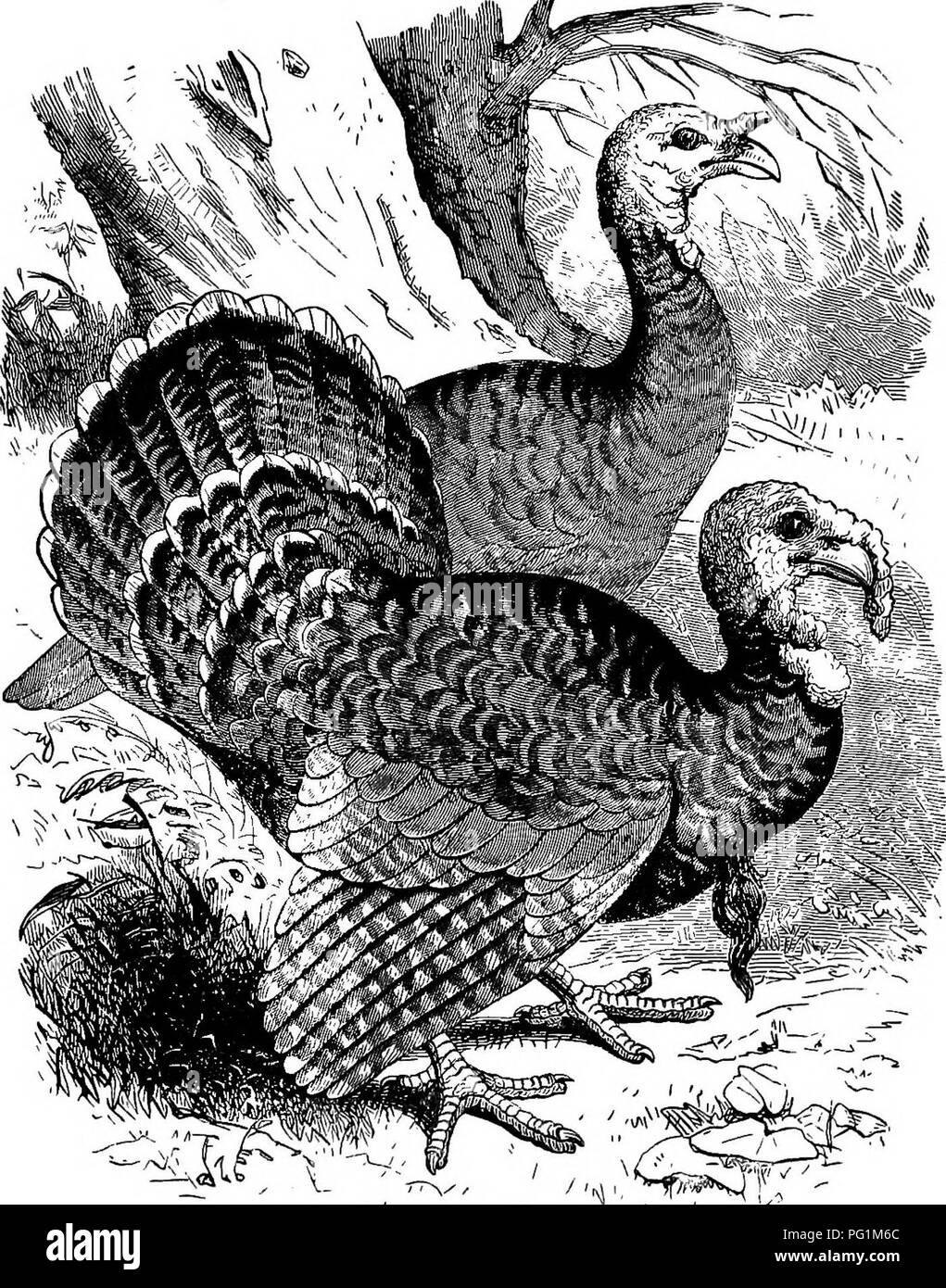 . Key to North American birds. Containing a concise account of every ...