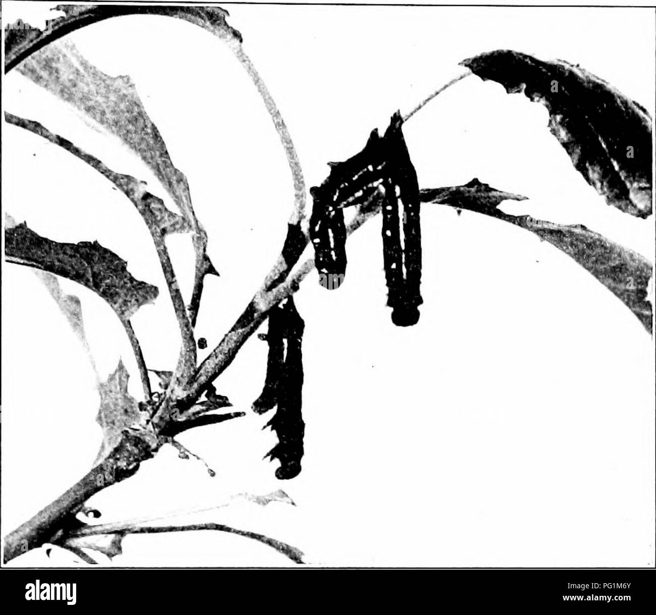 This guide identifies common injurious insects and offers practical ...