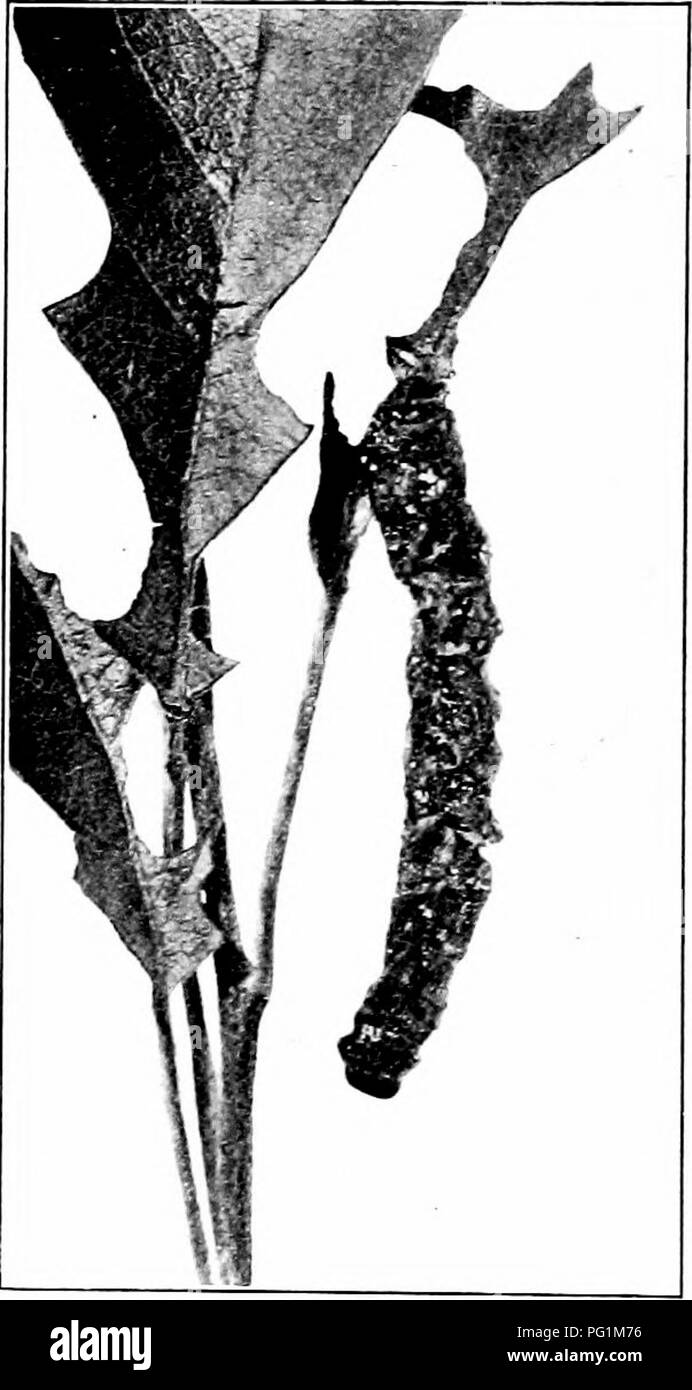 A guide on identifying and managing insect pests that affect ...