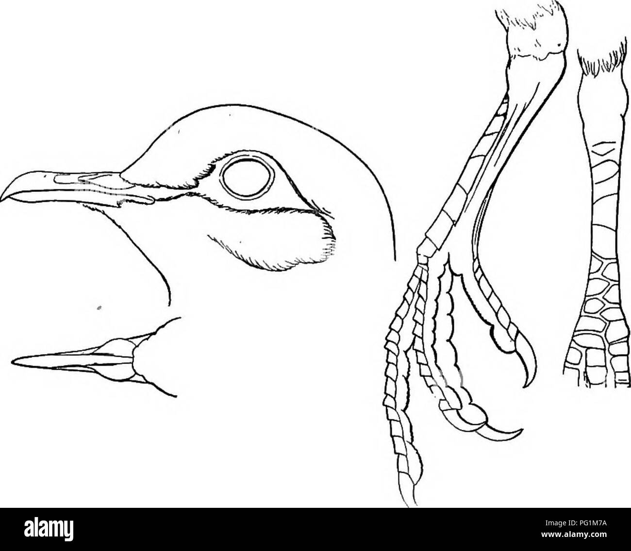 This comprehensive ornithological guide outlines North American bird ...