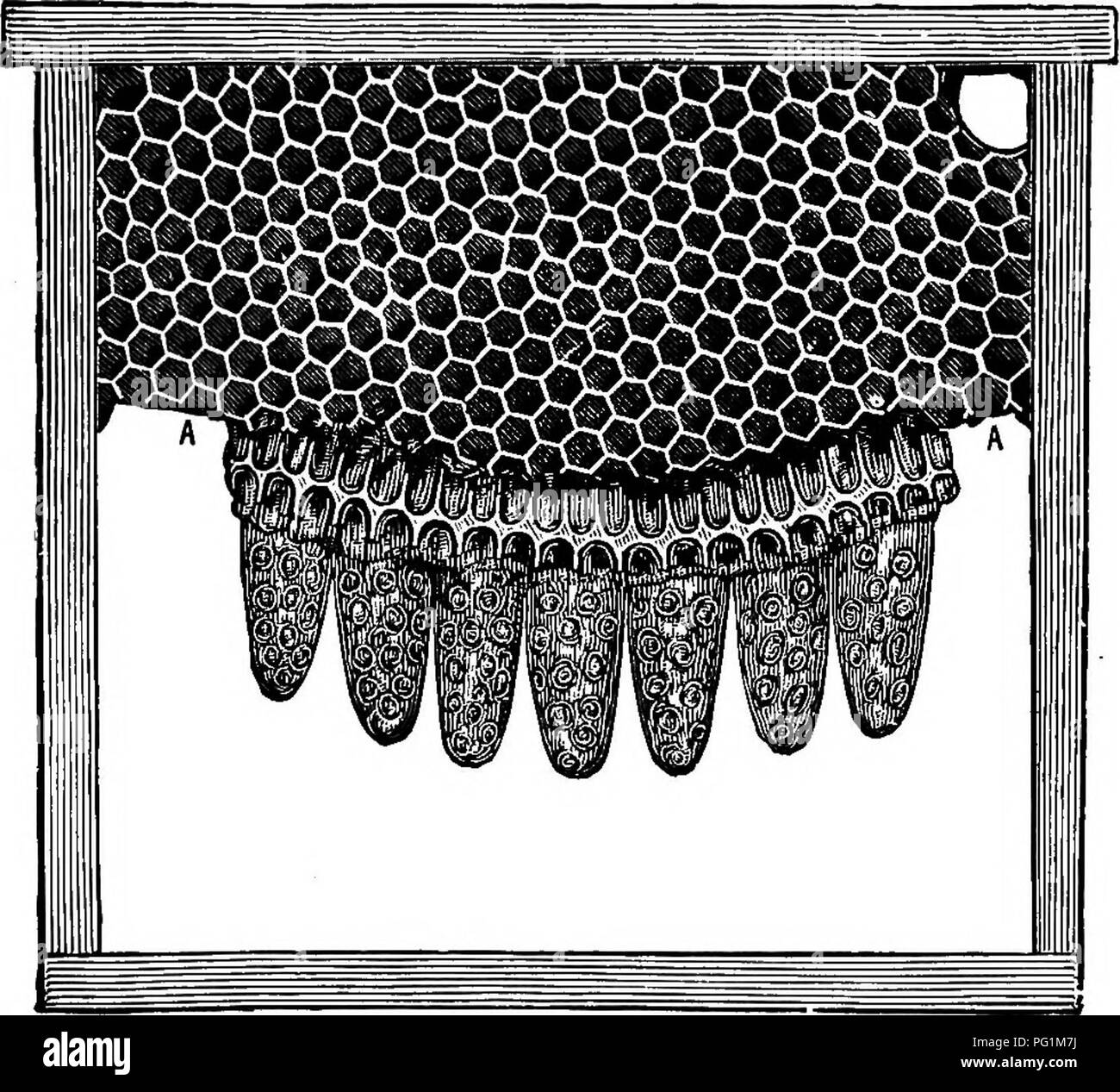 Breeding of queen bees Black and White Stock Photos & Images - Alamy