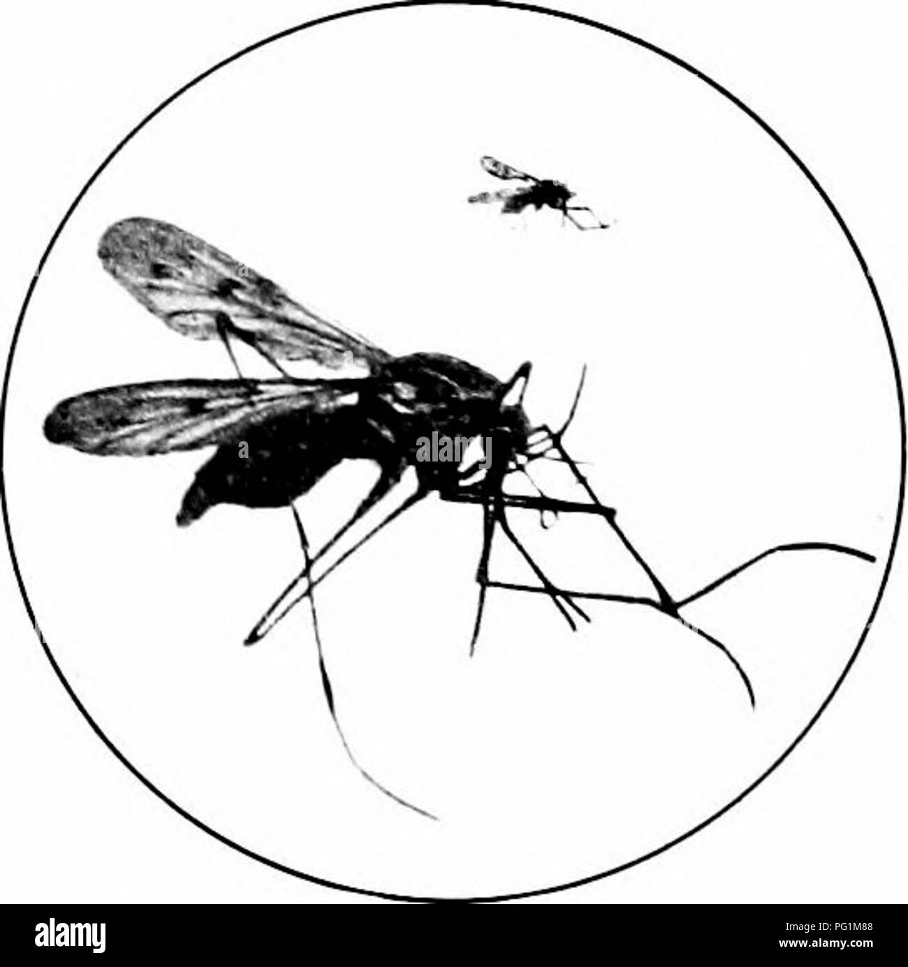 . Injurious insects : how to recognize and control them . Insect pests ...