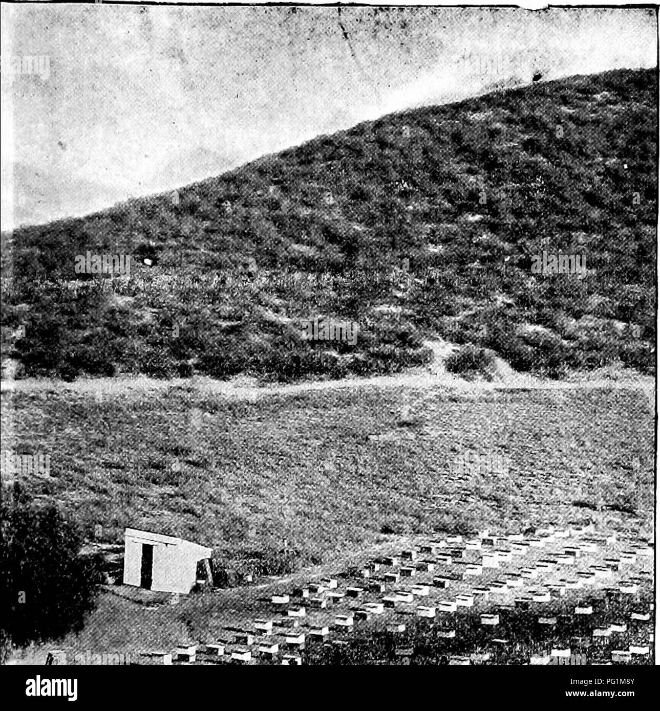 This classic beekeeping guide by Lorenzo Lorraine Langstroth introduces ...