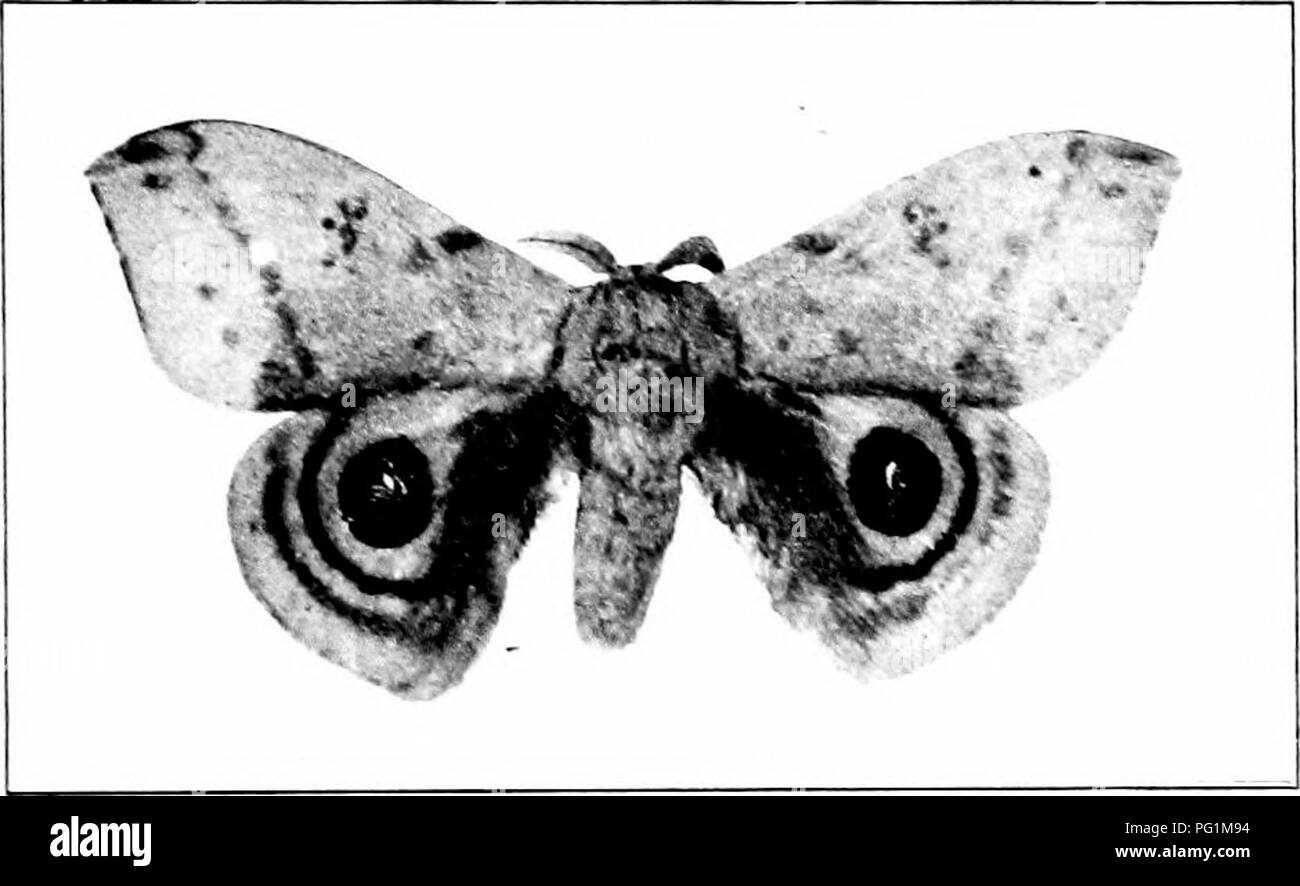 This guide to injurious insects identifies harmful species like moths ...